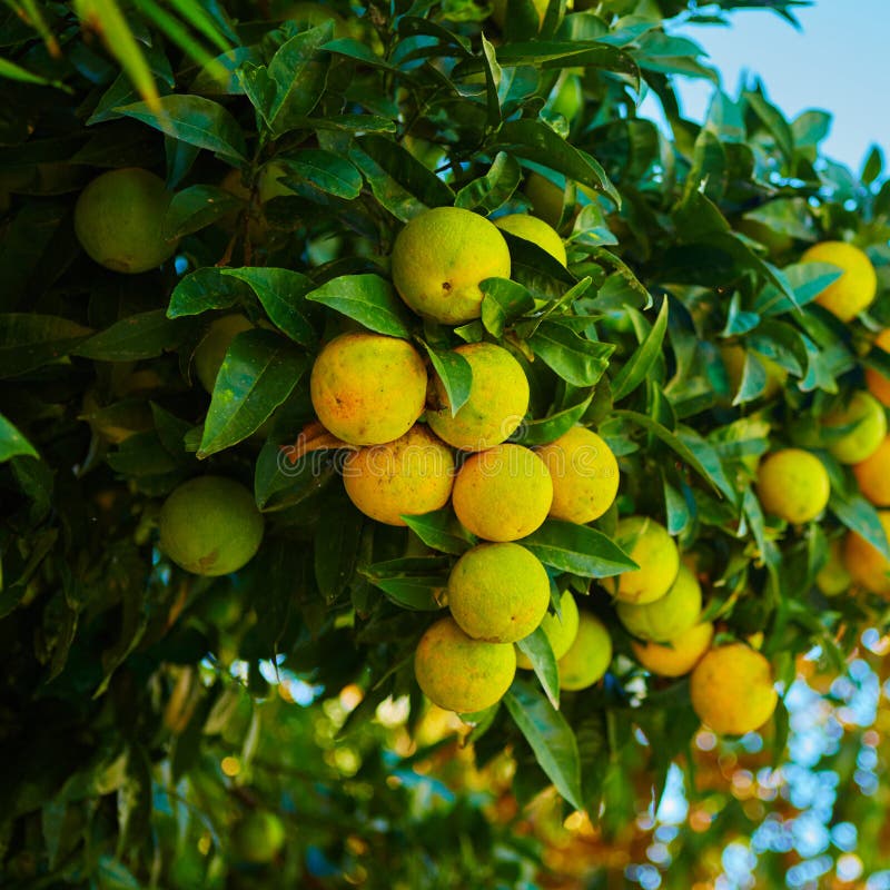 The orange tree stock photo. Image of harvest, grove - 65182244
