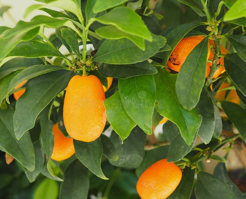 Lemon Tree Or Citrus Limon In Heraklion Crete Greece Stock Image ...