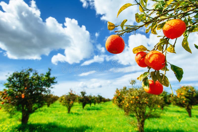 Orange - tree Park stock photo. Image of farmers, organic - 88494814
