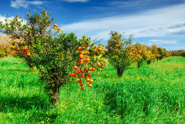 Orange - tree Park stock photo. Image of farm, juicy - 88495650