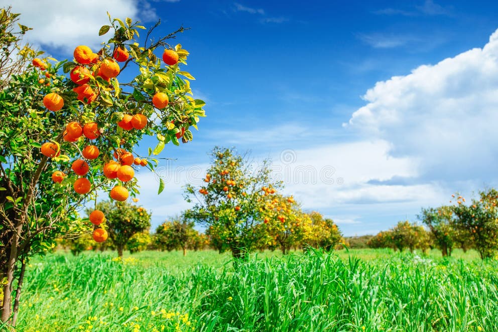 Orange - tree Park stock photo. Image of grove, healthy - 88496222