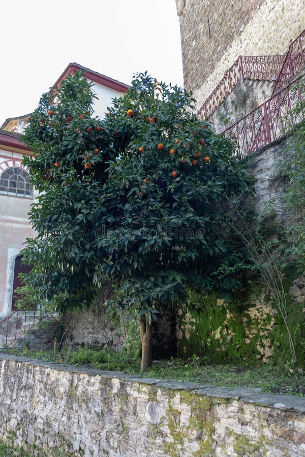 Orange Tree Photographed in Greece Stock Image - Image of natural ...