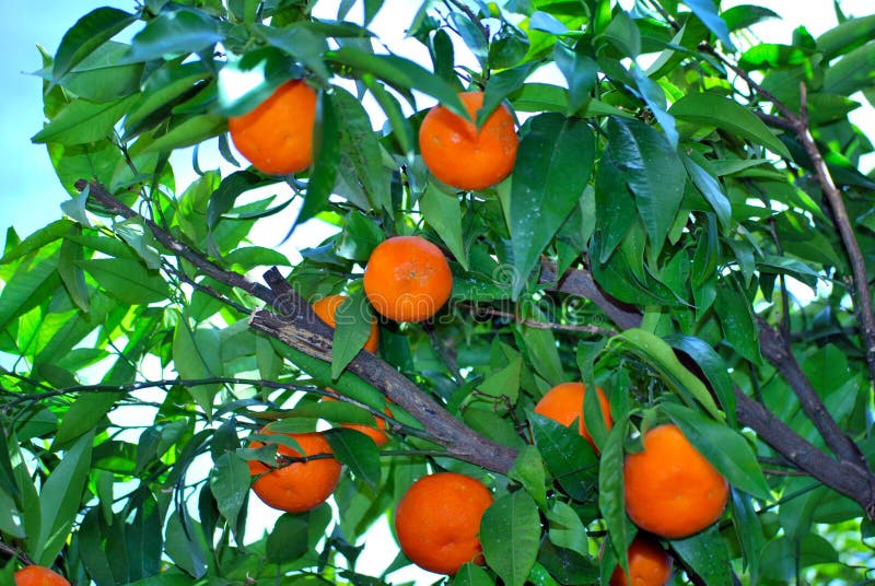Orange tree stock image. Image of healthy, tropical, juice - 37921295
