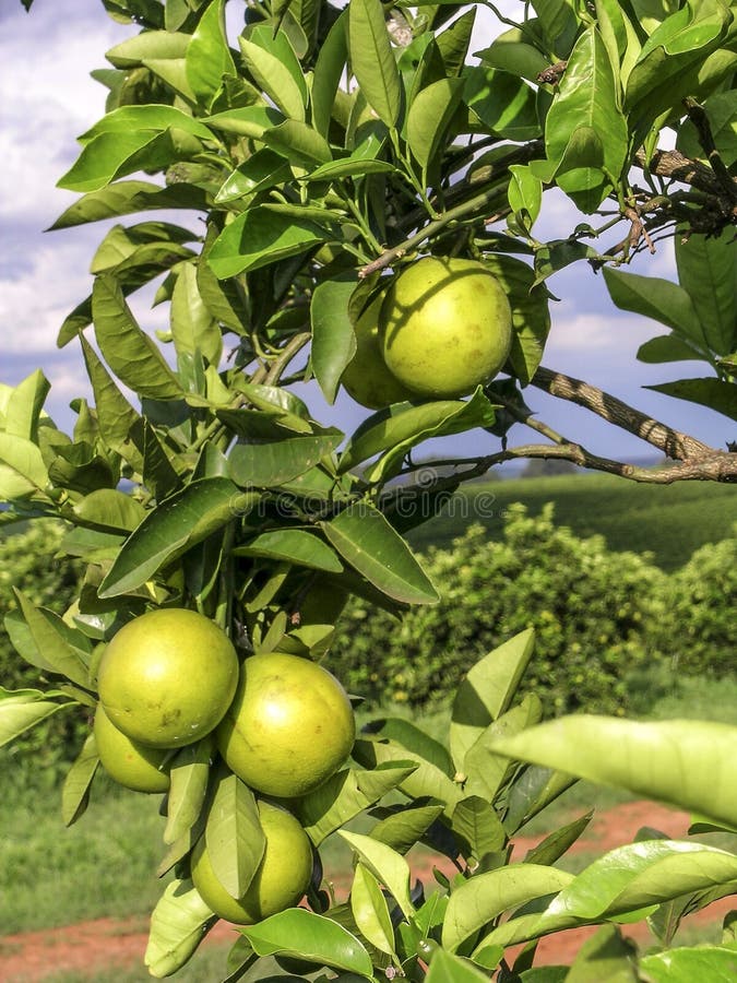 Orange tree stock photo. Image of fruit, background, grove - 67595090