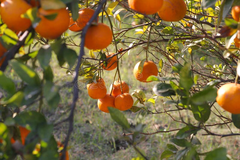 Orange Tree Plantation Summer Background . Lemon Garden Stock Photo ...