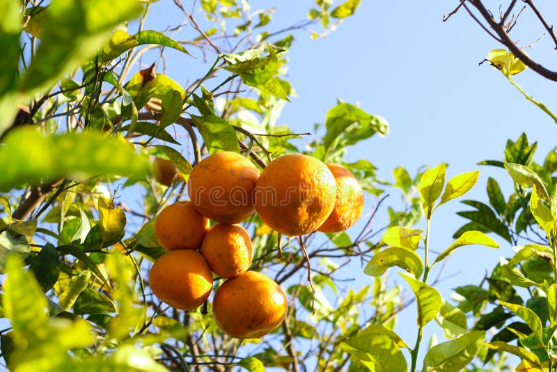 Orange Tree Plantation Summer Background . Lemon Garden Stock Photo ...
