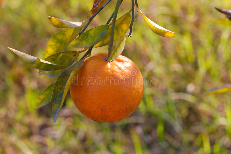 Orange Tree Plantation Summer Background . Lemon Garden Stock Image ...