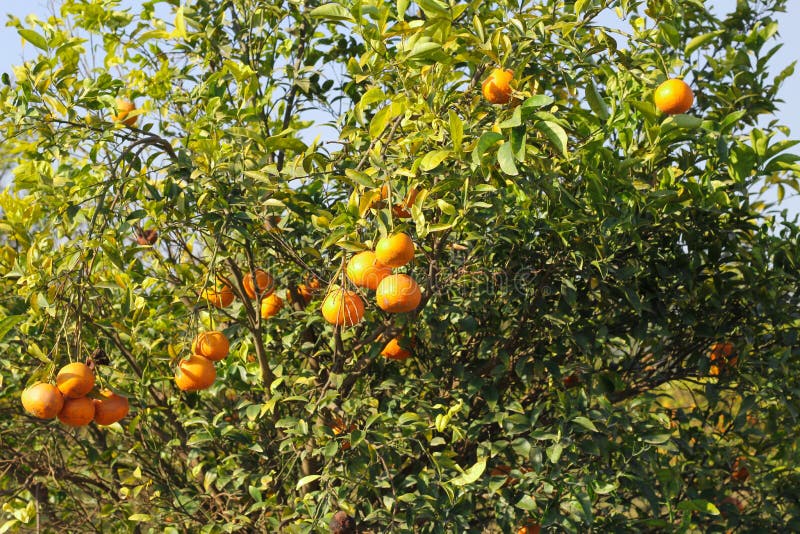 Orange Tree Plantation Summer Background . Lemon Garden Stock Image ...