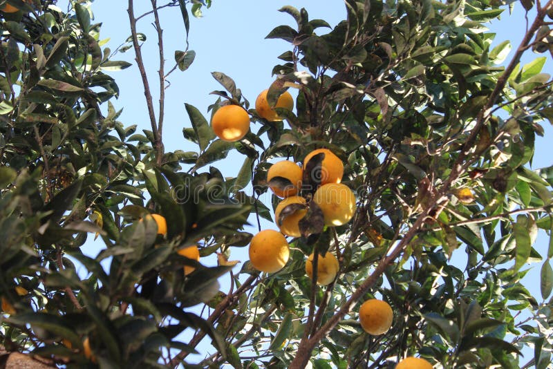 Orange Tree in the Portoferraio Italy Stock Image - Image of nature ...