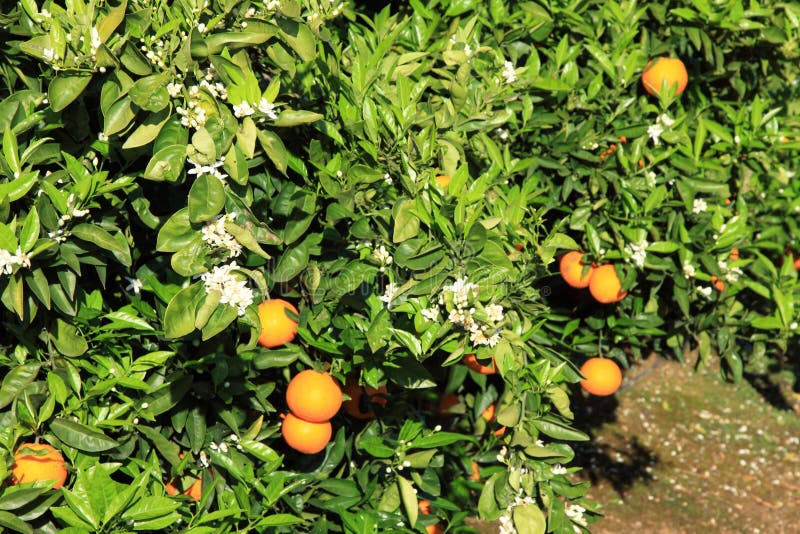 Orange stock image. Image of grow, maturing, garden, earth - 34075689
