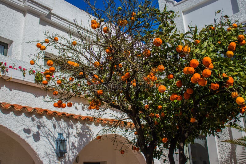 Orange tree in a resort stock photo. Image of plantation - 121599558