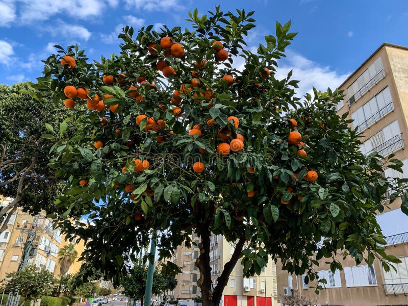 An Orange Tree Right in the Middle of Town Stock Photo - Image of berry ...