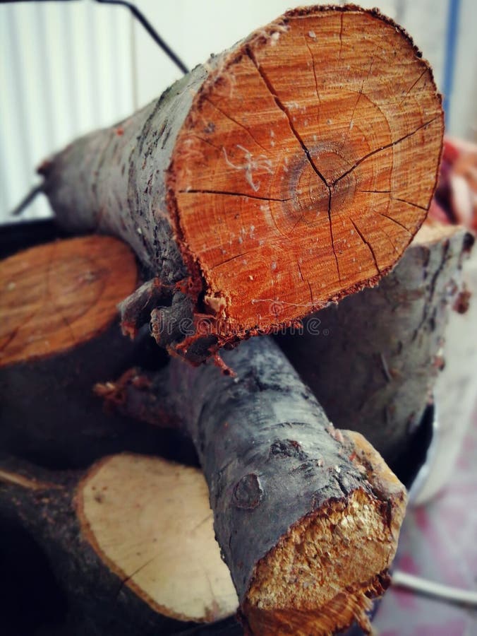 Orange Tree Rings on Wood Ready for Cold Winter. Stock Photo - Image of ...