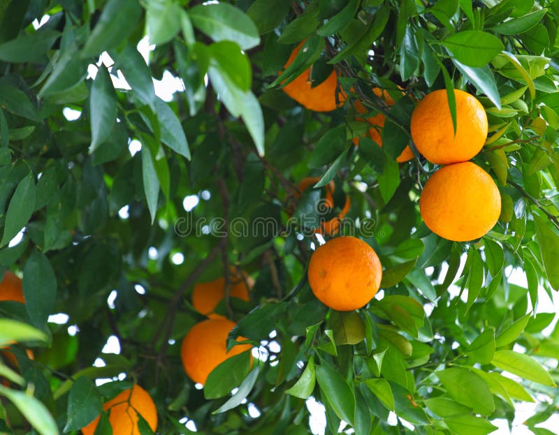 Orange tree stock image. Image of outdoors, leaf, farm - 37378763