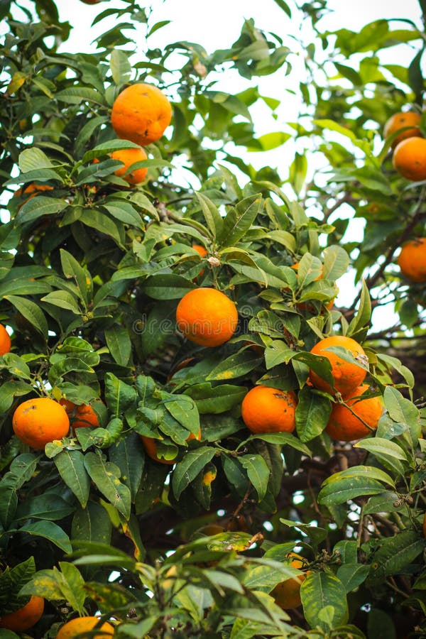 Orange Tree with Ripe Fruits Stock Image - Image of agriculture, close ...