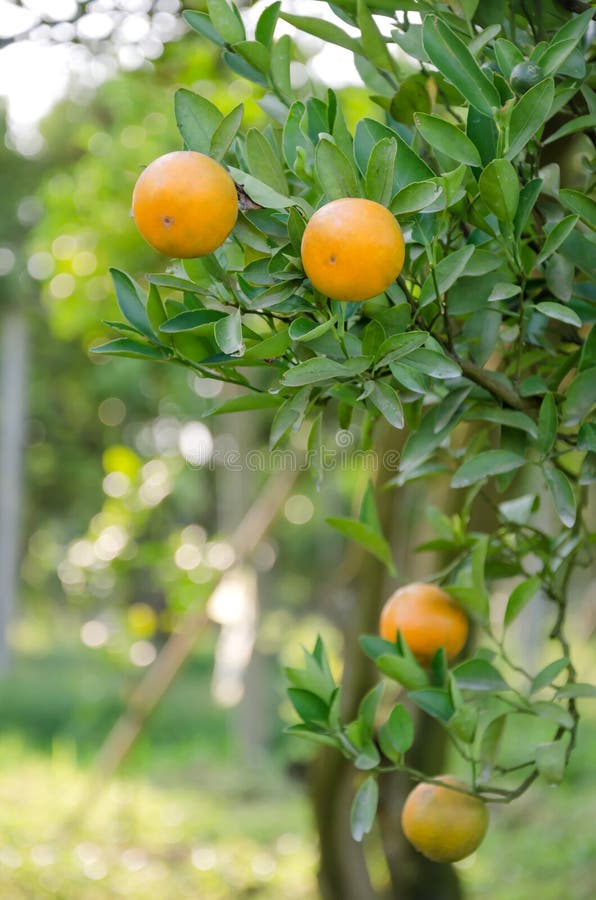 Orange Tree with Ripe Fruits Stock Image - Image of growth, ripe: 38095655