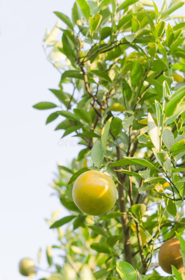Orange Tree with Ripe Fruits Stock Photo - Image of harvest, green ...