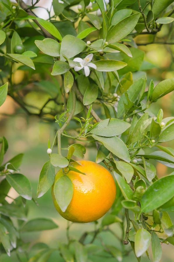 Orange Tree with Ripe Fruits Stock Image - Image of growth, hanging ...