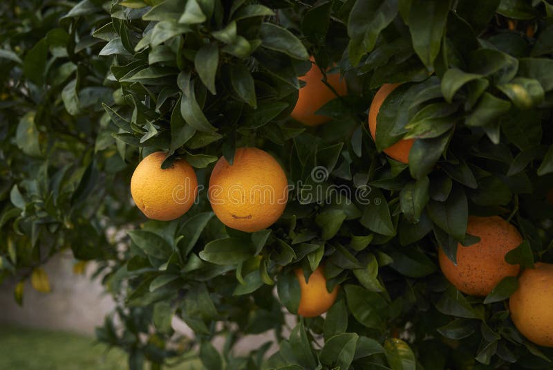 Orange Tree with Ripe Fruits Stock Photo - Image of growth, ingredient ...