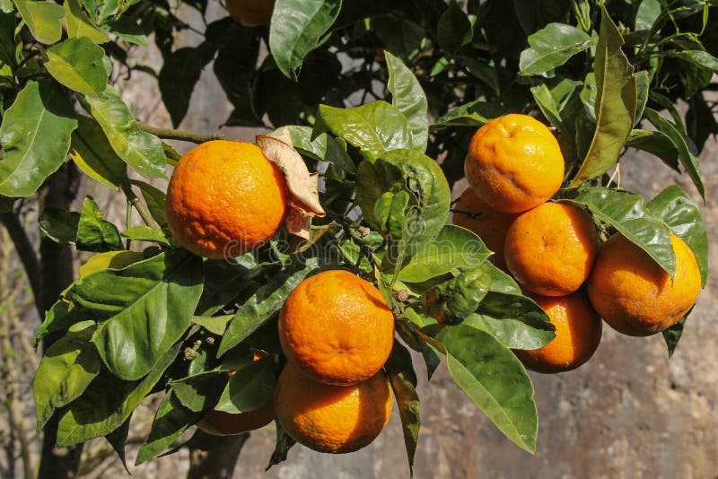 Orange Tree with Ripe Fruits Stock Image - Image of garden, delicious ...