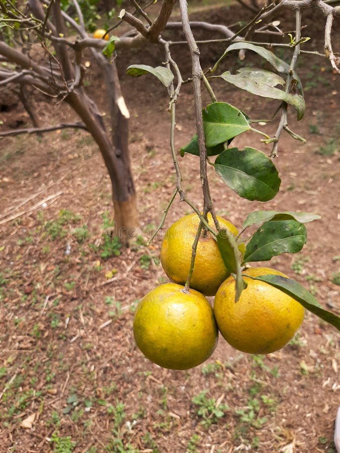 Orange Tree with Ripe Fruits Ready for Harvest. Stock Photo - Image of ...