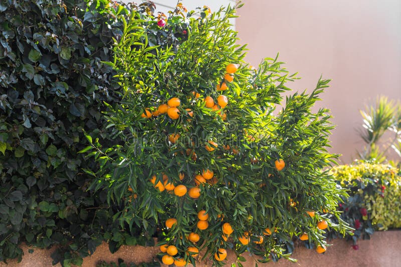 Orange Tree with Ripe Fruits Stock Image - Image of harvest, branch ...