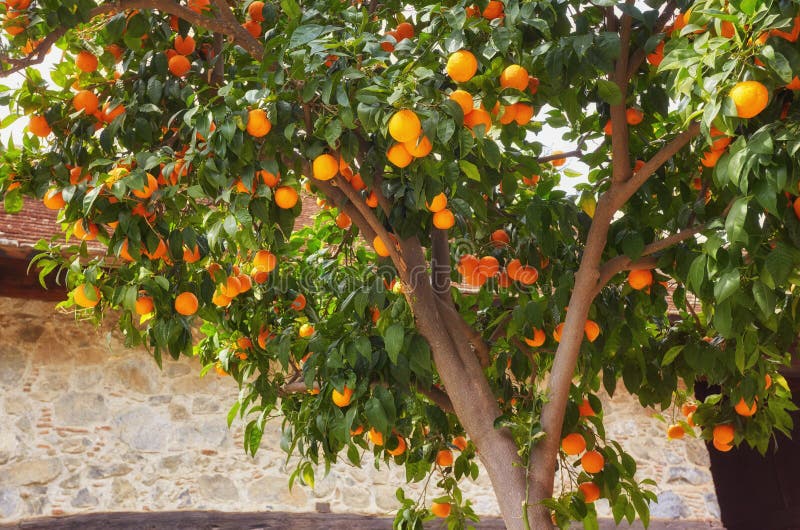 Orange Tree with Ripe Fruits in Sunlight Stock Image - Image of fresh ...