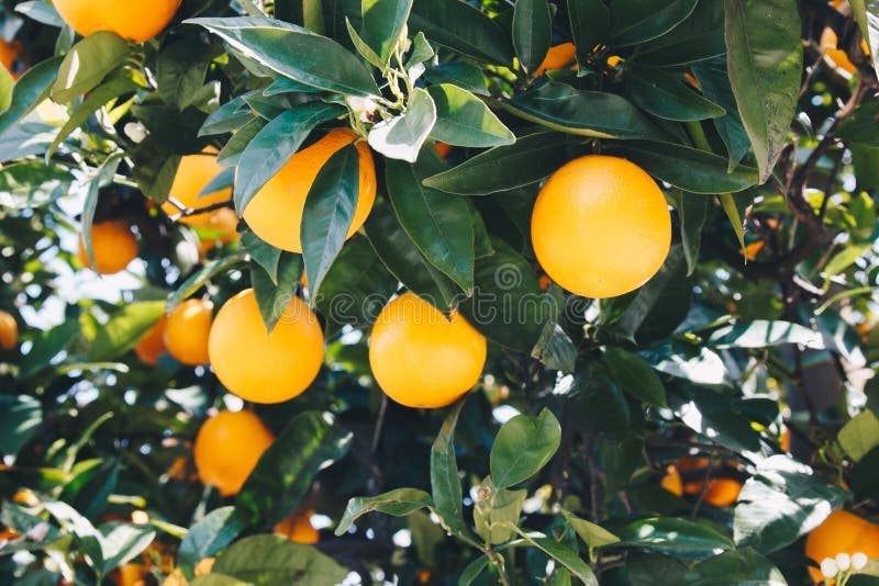 Orange Tree with Ripe Fruits Stock Photo - Image of branch, orchard ...