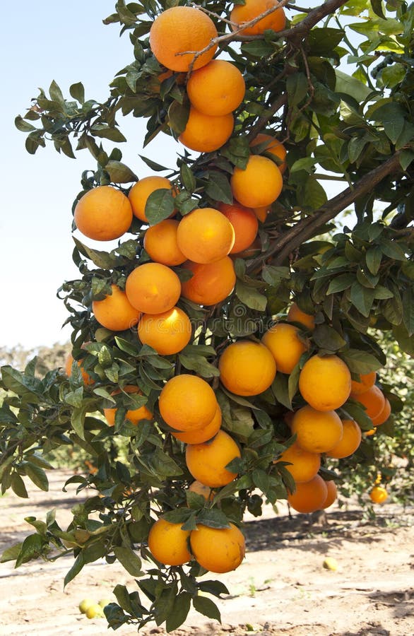Florida orange grove stock photo. Image of citrus, agriculture - 2266444