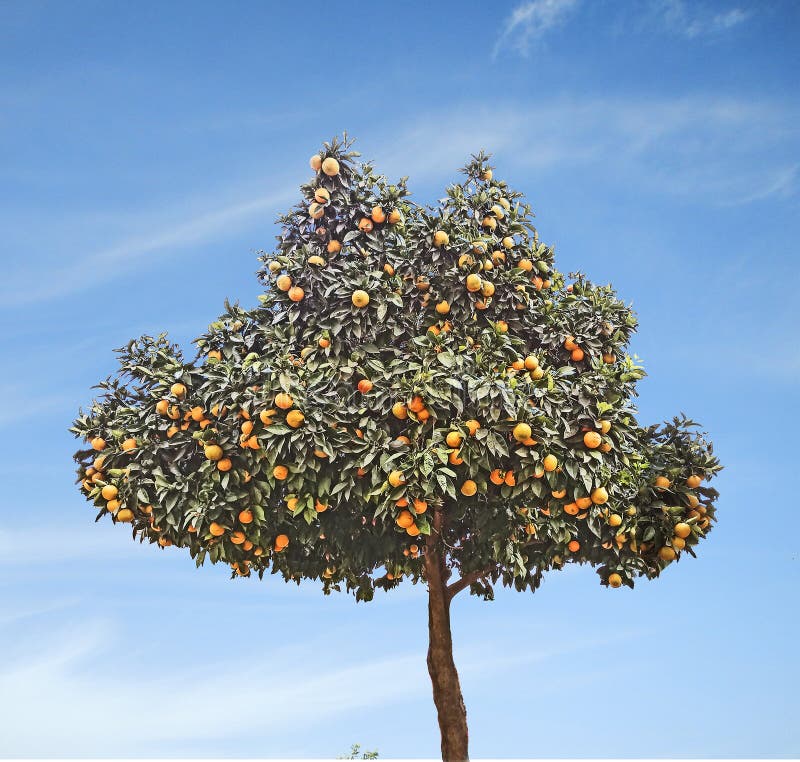 Orange tree with oranges stock image. Image of summer - 174967047