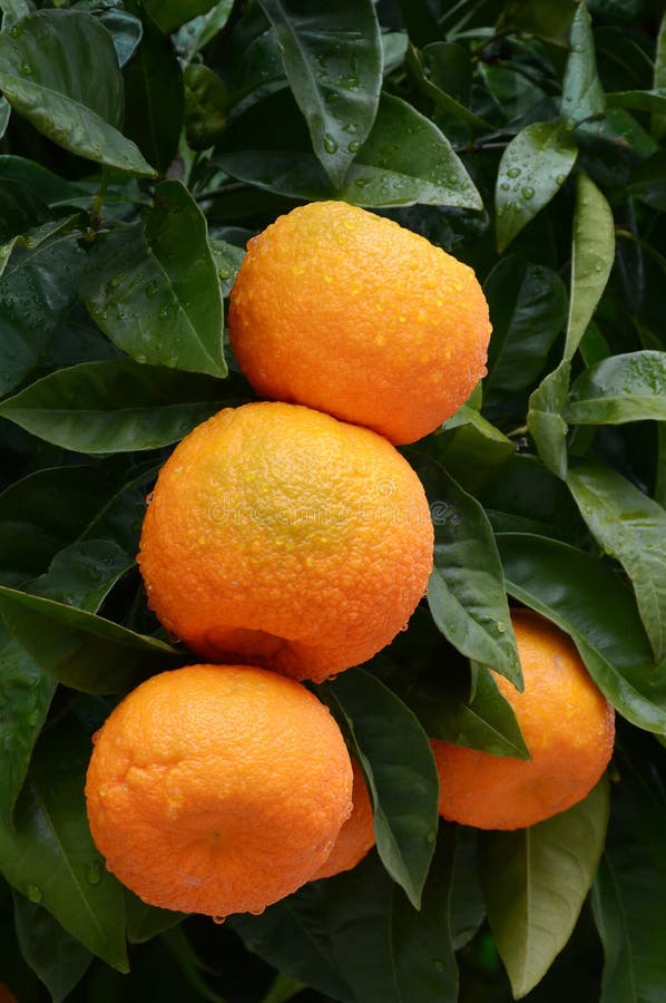 Orange Tree with Ripe Oranges-vertical Stock Photo - Image of ripe ...