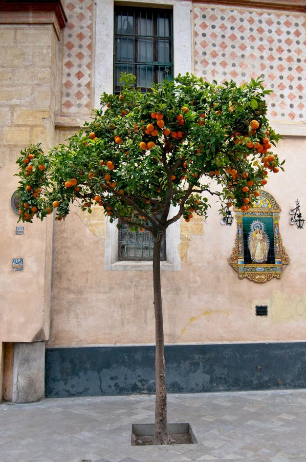 Orange Tree, Sevilla, Spain Stock Photo - Image of sevillian, oranges ...
