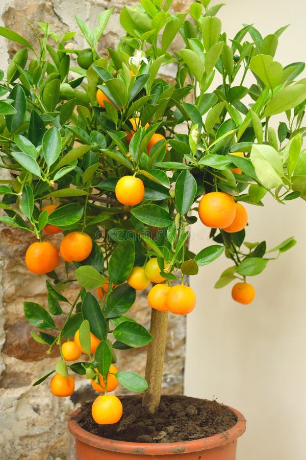 Orange tree stock photo. Image of natural, plant, tree - 73652868