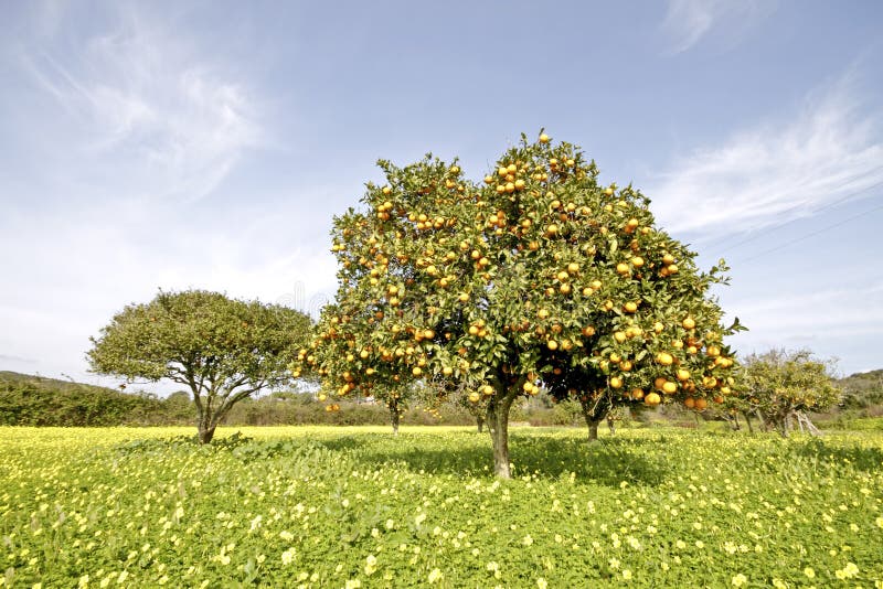 Orange Tree in Springtime Full of Oranges Stock Photo - Image of ...