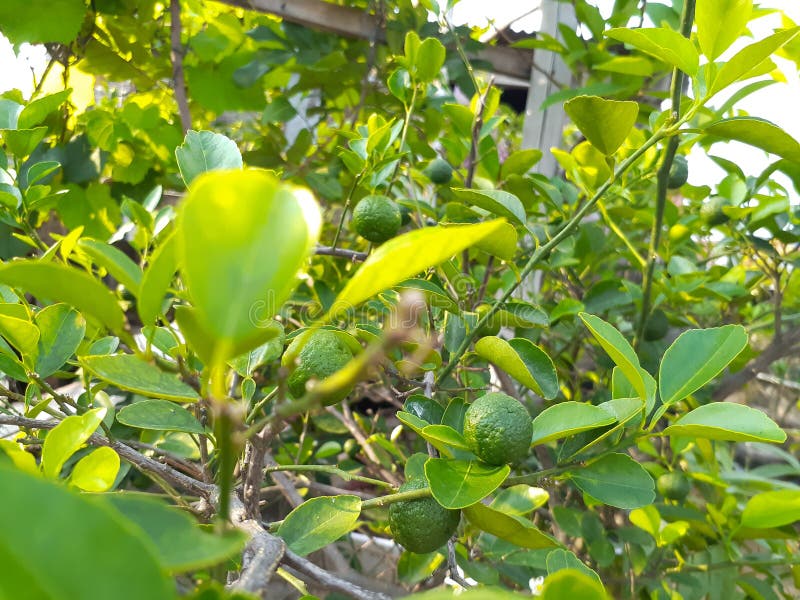 Tree Starting To Grow Leaves Stock Image - Image of contrast, branches ...