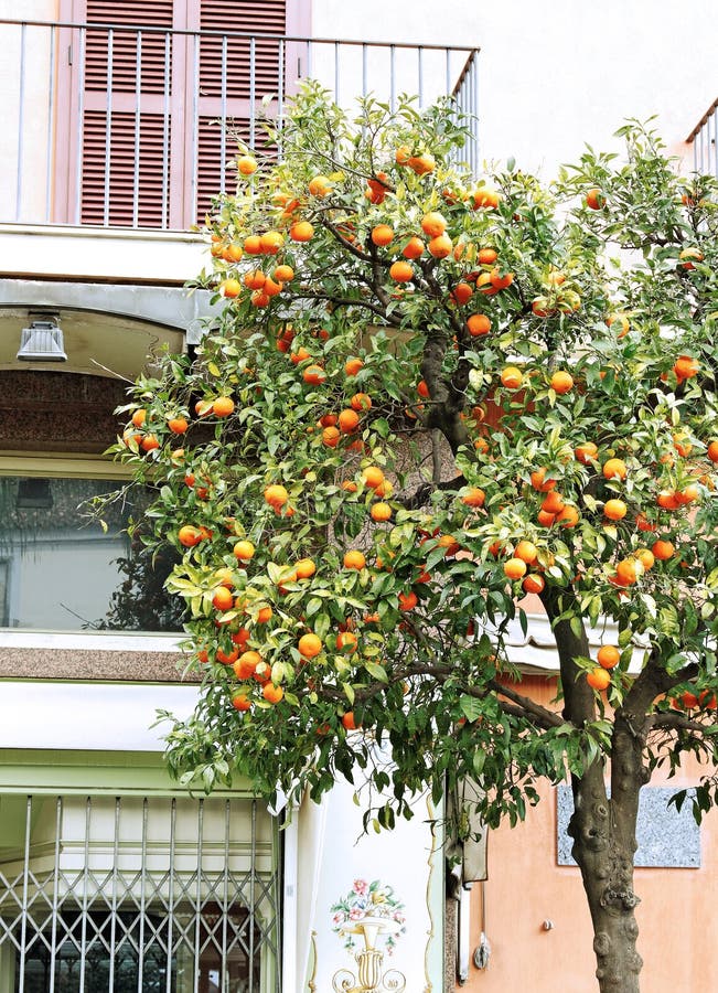 Orange tree on a street. stock image. Image of calm, city - 23425133