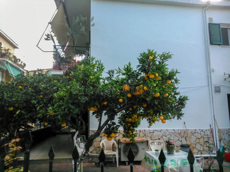 Orange tree editorial stock image. Image of street, tree - 46204494