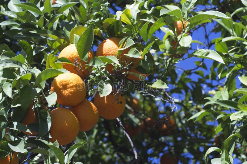 Orange Tree in the Sun with Very Green Leaves Stock Image - Image of ...