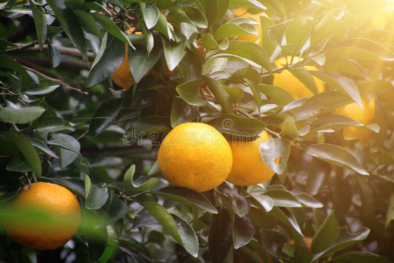 Orange tree Sunlight stock image. Image of healthy, organic - 148358743