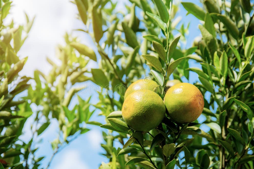 Orange on Tree with Sunlight Stock Image - Image of country, healthy ...