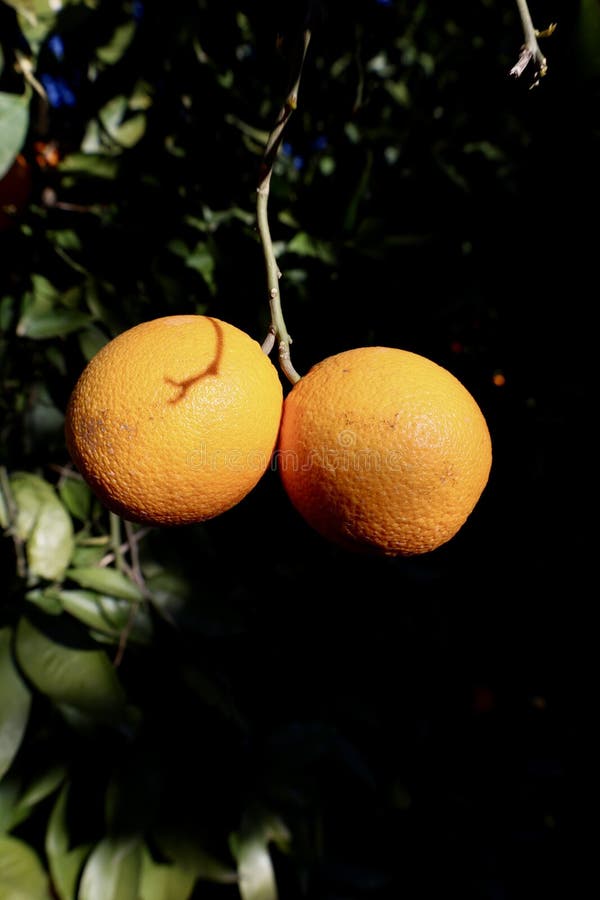 Orange tree sunlight stock image. Image of nature, culture - 363719681