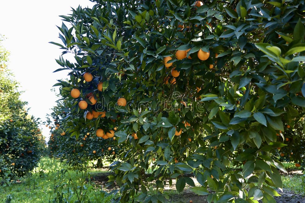 Orange tree sunlight stock image. Image of culture, natural - 363723127