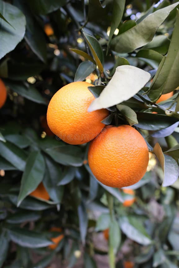 Orange tree sunlight stock photo. Image of culture, hanging - 363723996