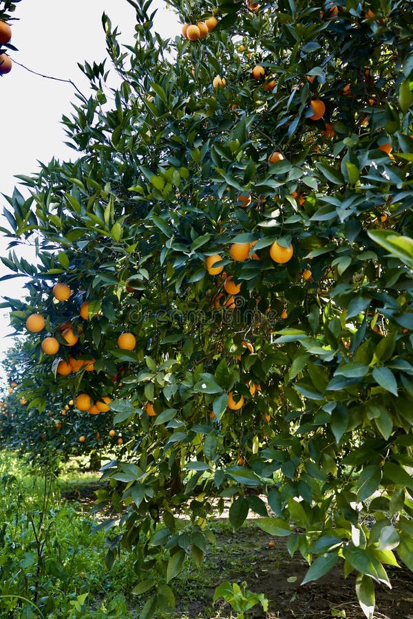 Orange tree sunlight stock photo. Image of mediterranean - 363724466