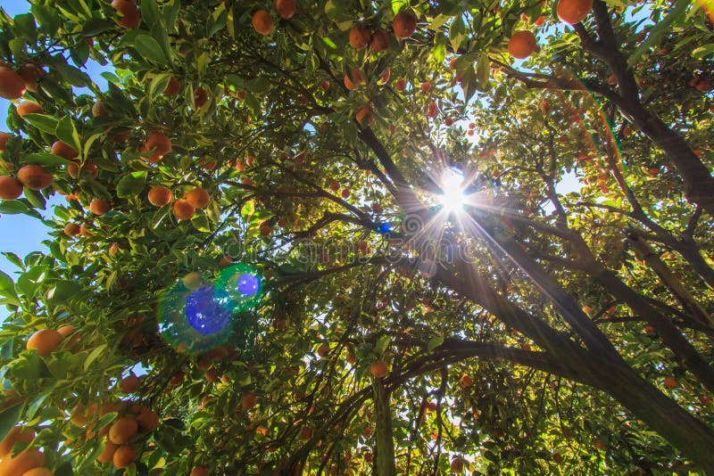 Orange Tree with Sunlight Trough Stock Image - Image of grove, juicy ...