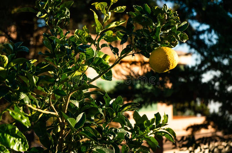 Orange Tree at Sunset with Shadow Fruit Stock Photo - Image of juicy ...