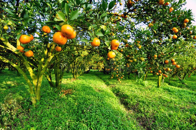 The Orange-tree stock image. Image of treesn, citrus - 43194563