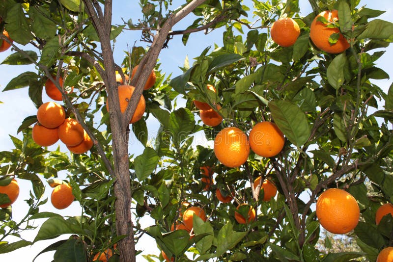 Orange tree stock image. Image of evergreen, diet, closeup - 39188445