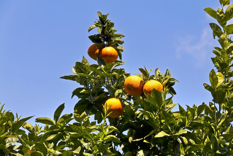 Orange tree stock image. Image of orchard, orange, group - 39188907