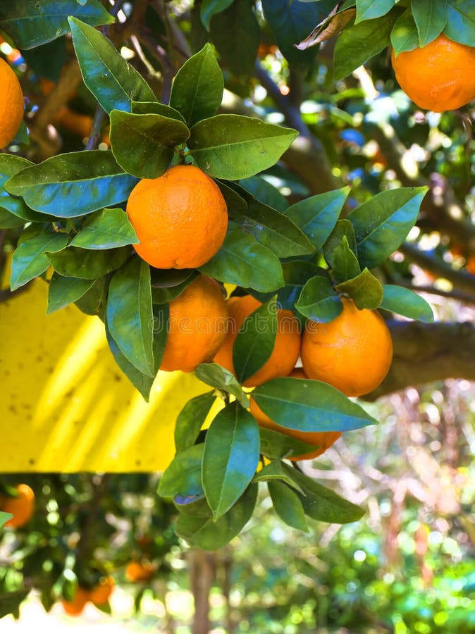 Orange tree stock image. Image of citrus, health, mandarin - 39189337